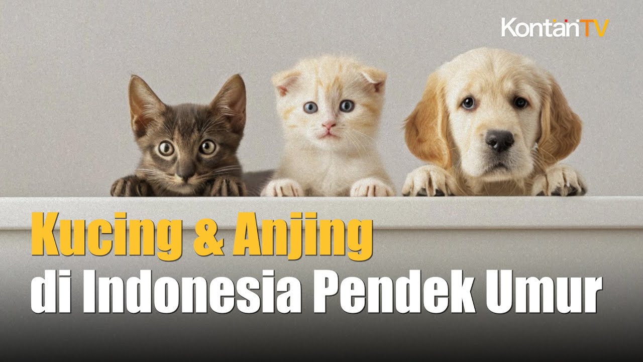 Video: Usia Harapan Hidup Kucing dan Anjing di Indonesia Jauh di Bawah ...