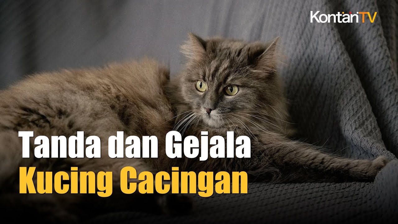 Video: Waspadai Tanda dan Gejala Cacingan | Kontan News