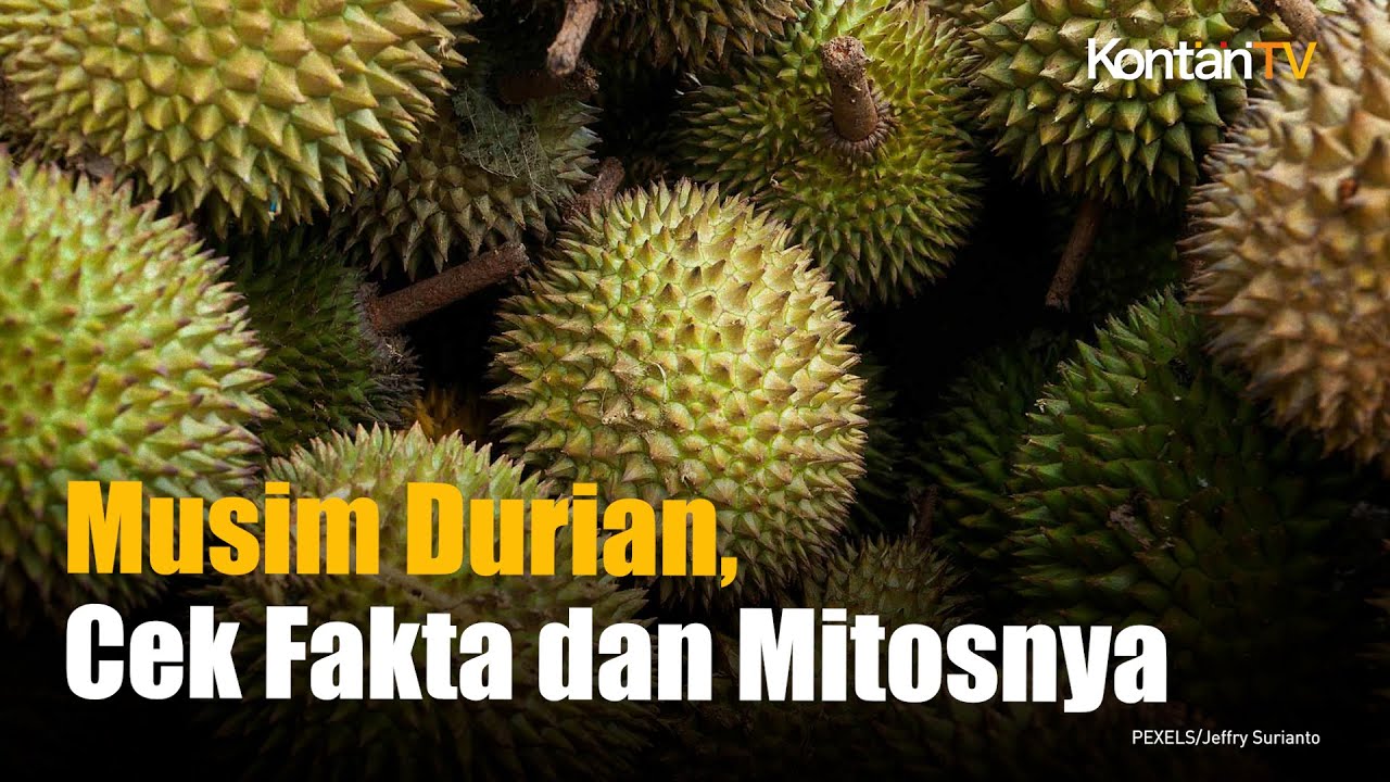 Video: Saat Musim Durian Perhatikan Fakta dan Mitos Buah ini Sebelum Mengkonsumsi | KONTAN News