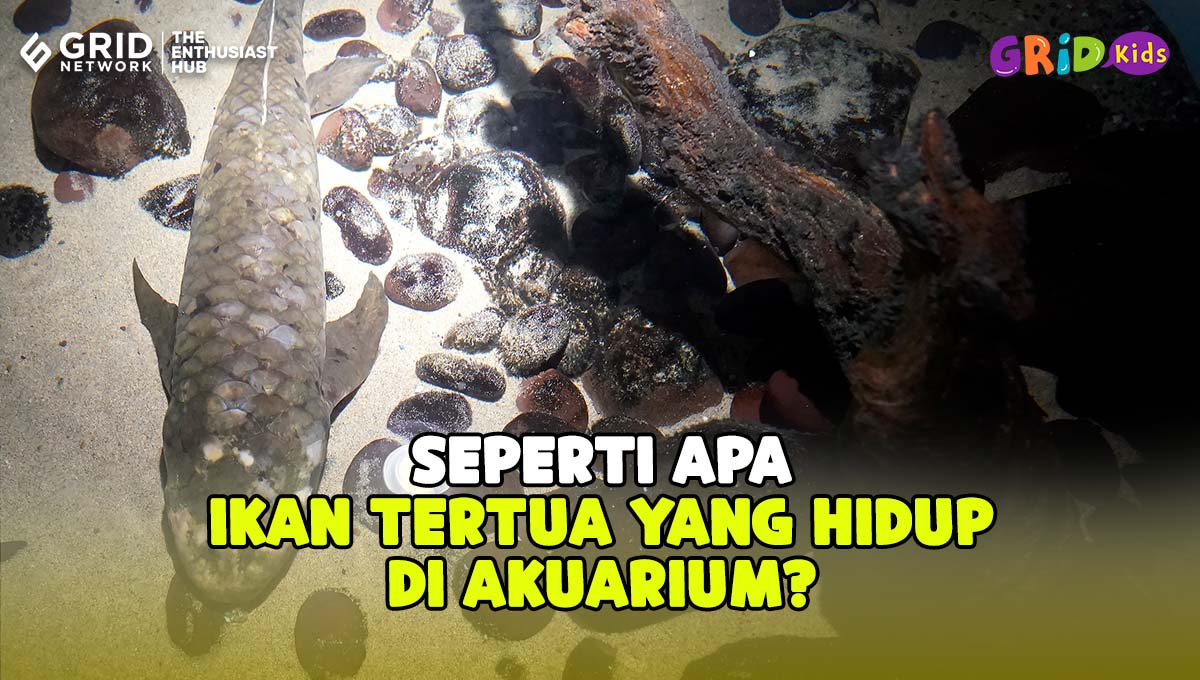 Video: Seperti Apa Ikan Tertua di Dunia yang Hidup di Akuarium?