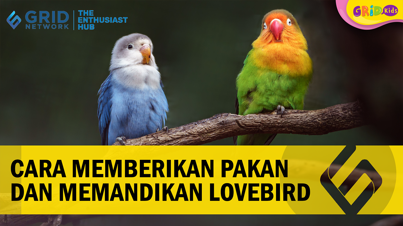 Video: Cara Merawat Burung Lovebird, Pemberian Pakan hingga Memandikannya