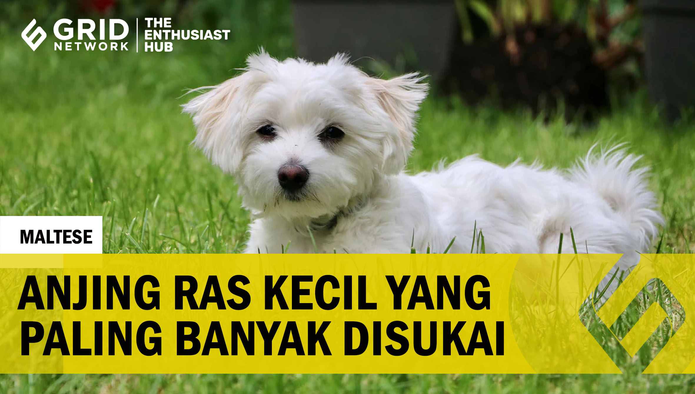 Video: RAS ANJING KECIL NAMUN BERANI DAN ANTI BULU RONTOK, INI 10 FAKTA ...