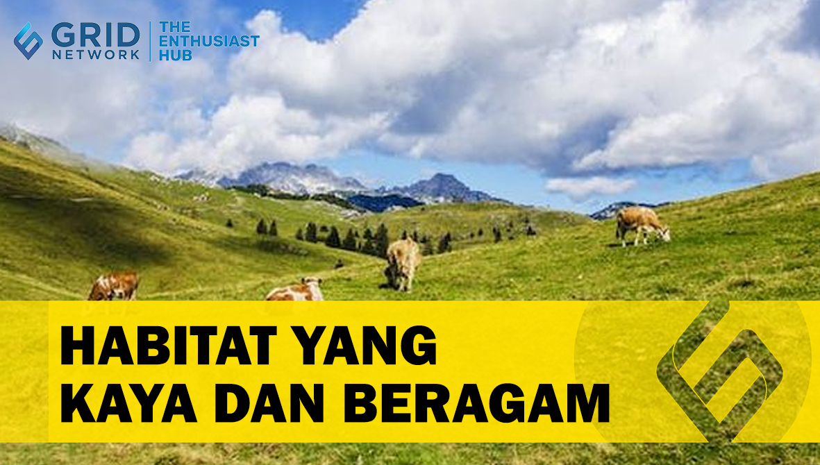 Video: 5 Peran Ekosistem Padang Rumput bagi Makhluk Hidup serta Ciri ...