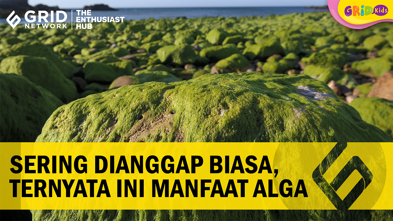 Mengenal Alga, Organisme Akuatik yang Punya Kemampuan Berfotosintesis
