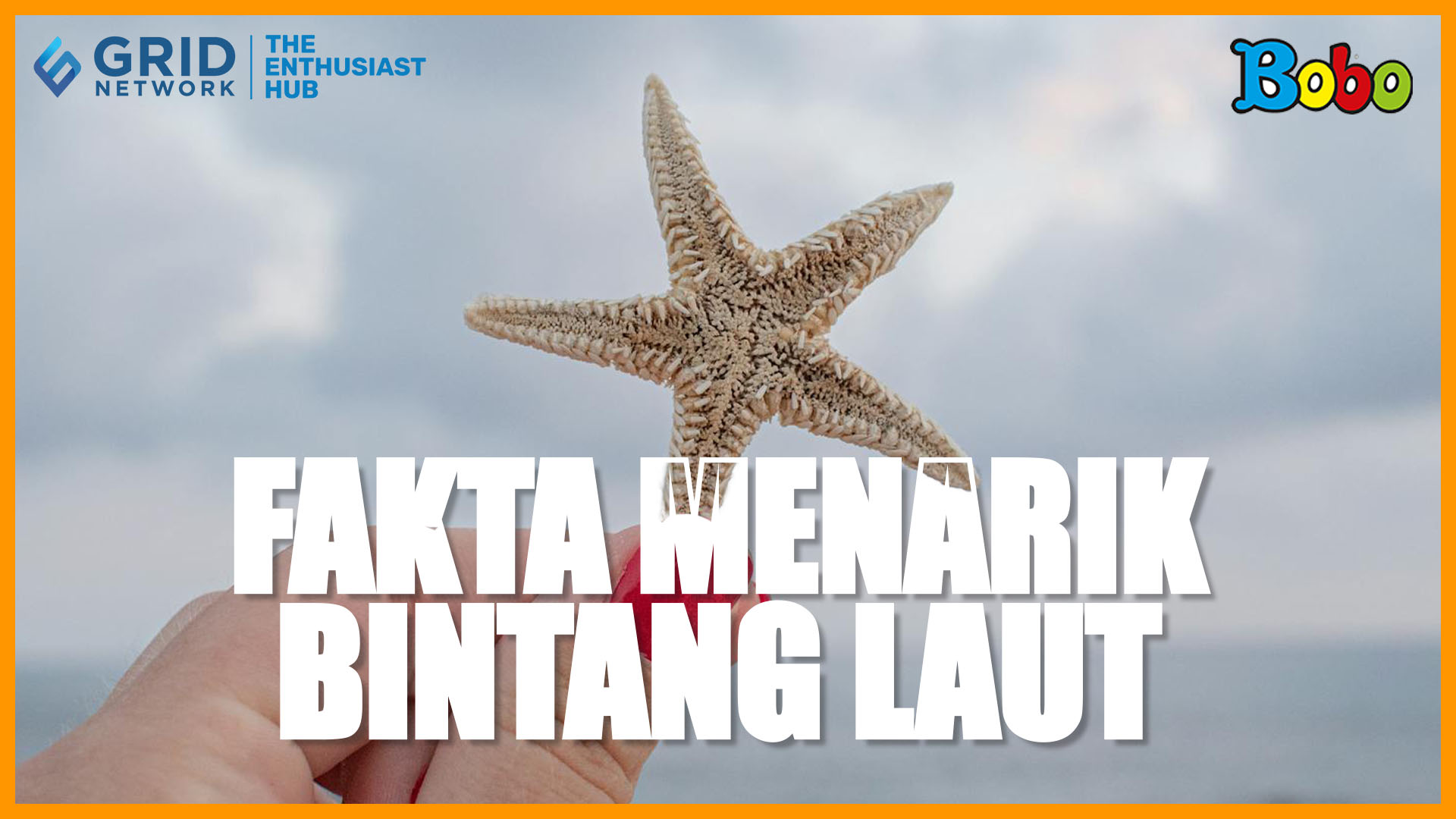 Video: Fakta Menarik Bintang Laut yang Bisa Menumbuhkan Lengannya
