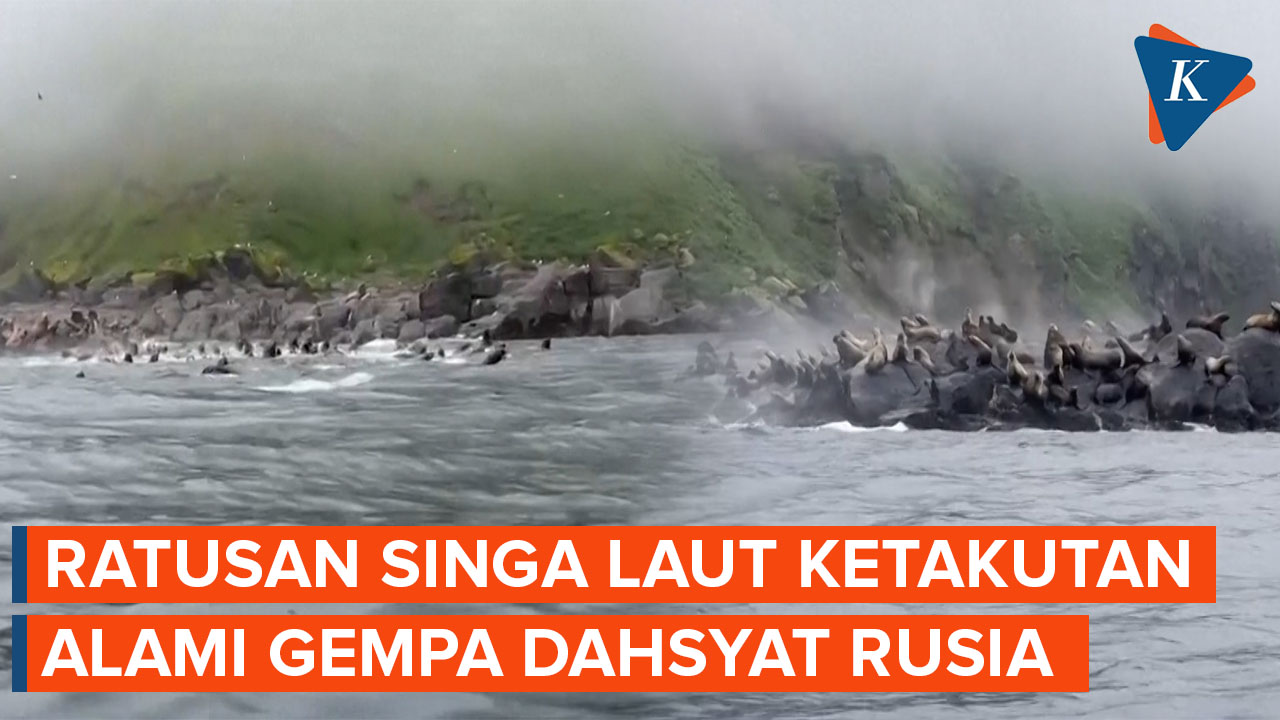 Detik-detik Ratusan Singa Laut Kocar-kacir Diterjang Reruntuhan Gempa Rusia