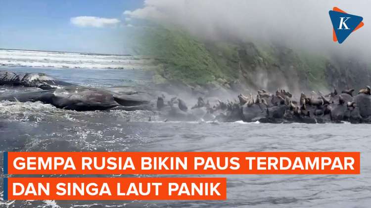 Video: Penampakan Empat Paus Terdampar di Jepang Imbas Gempa Dahsyat Rusia