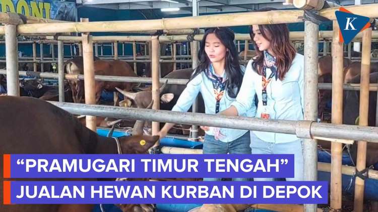 "Pramugari Timur Tengah" Jualan Sapi Kurban di Depok, Begini Ceritanya