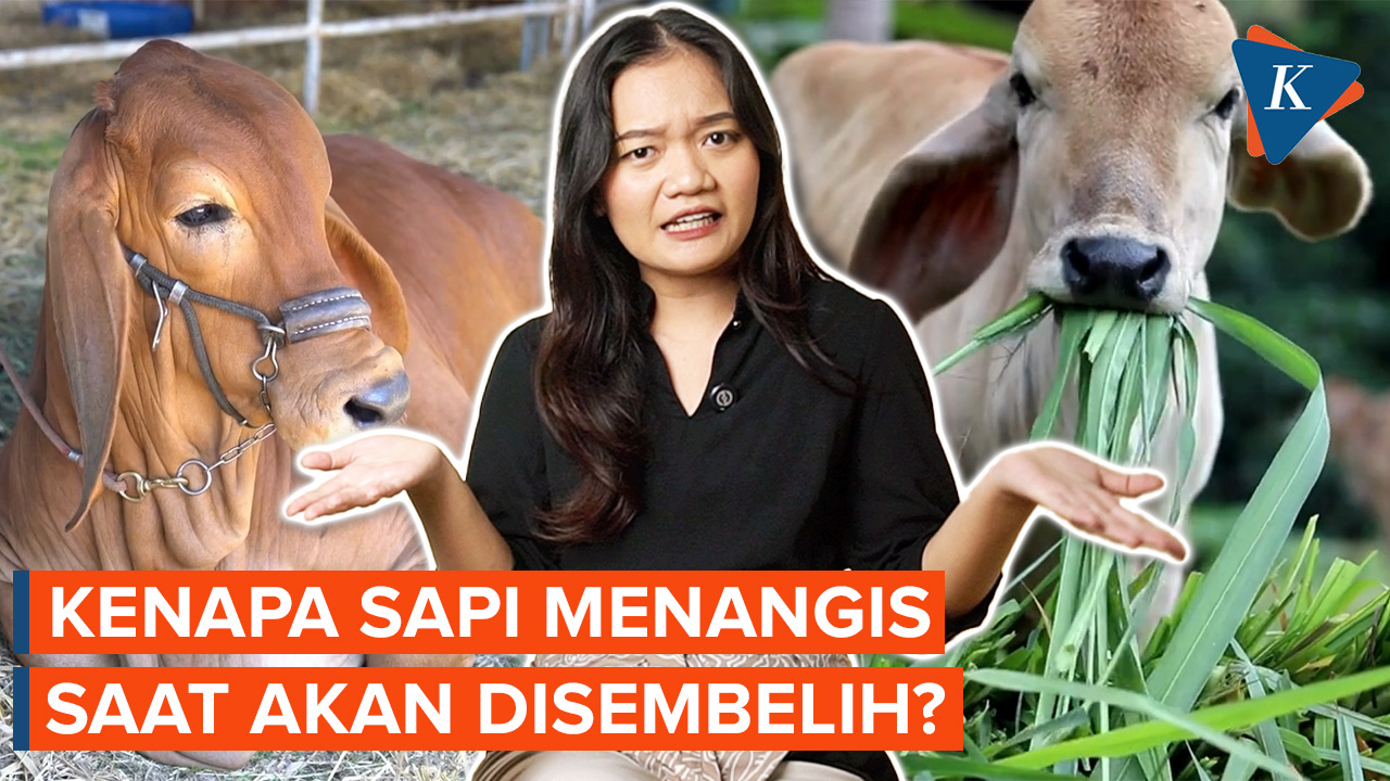 Sapi Menangis Saat Akan Disembelih? Ini Penyebabnya!