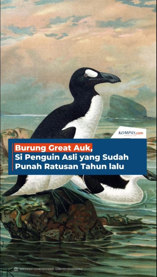 Burung Great Auk, Si Penguin Asli yang Sudah Punah Ratusan Tahun Lalu