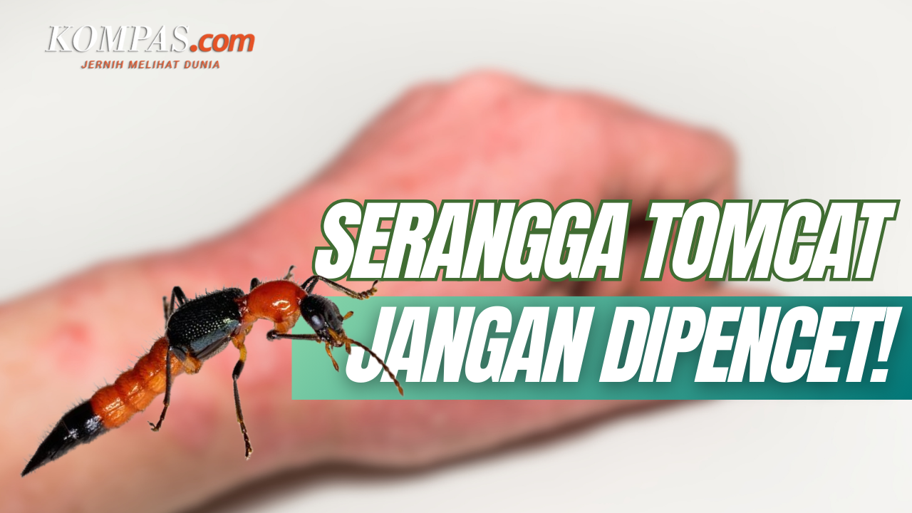 Awas, Tomcat Beracun! Peneliti BRIN Ungkap Cara Menghadapinya