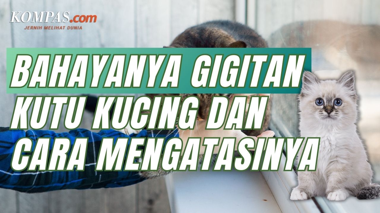 Efek Gigitan Kutu Kucing pada Manusia dan Cara Mengatasinya