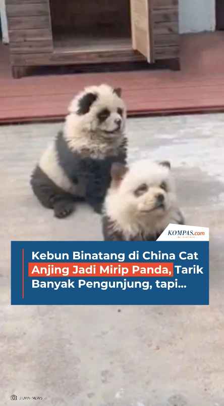 Kebun Binatang di China Cat Anjing Jadi Mirip Panda, Tarik Banyak ...