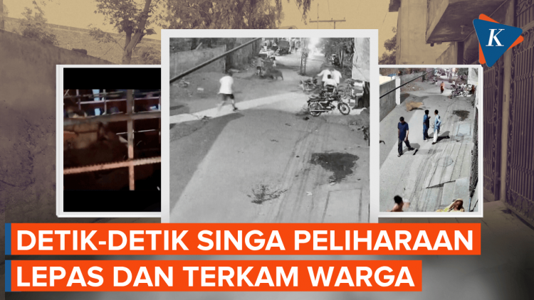 Detik-detik Singa Peliharaan Kabur dari Kandang dan Serang Warga di ...