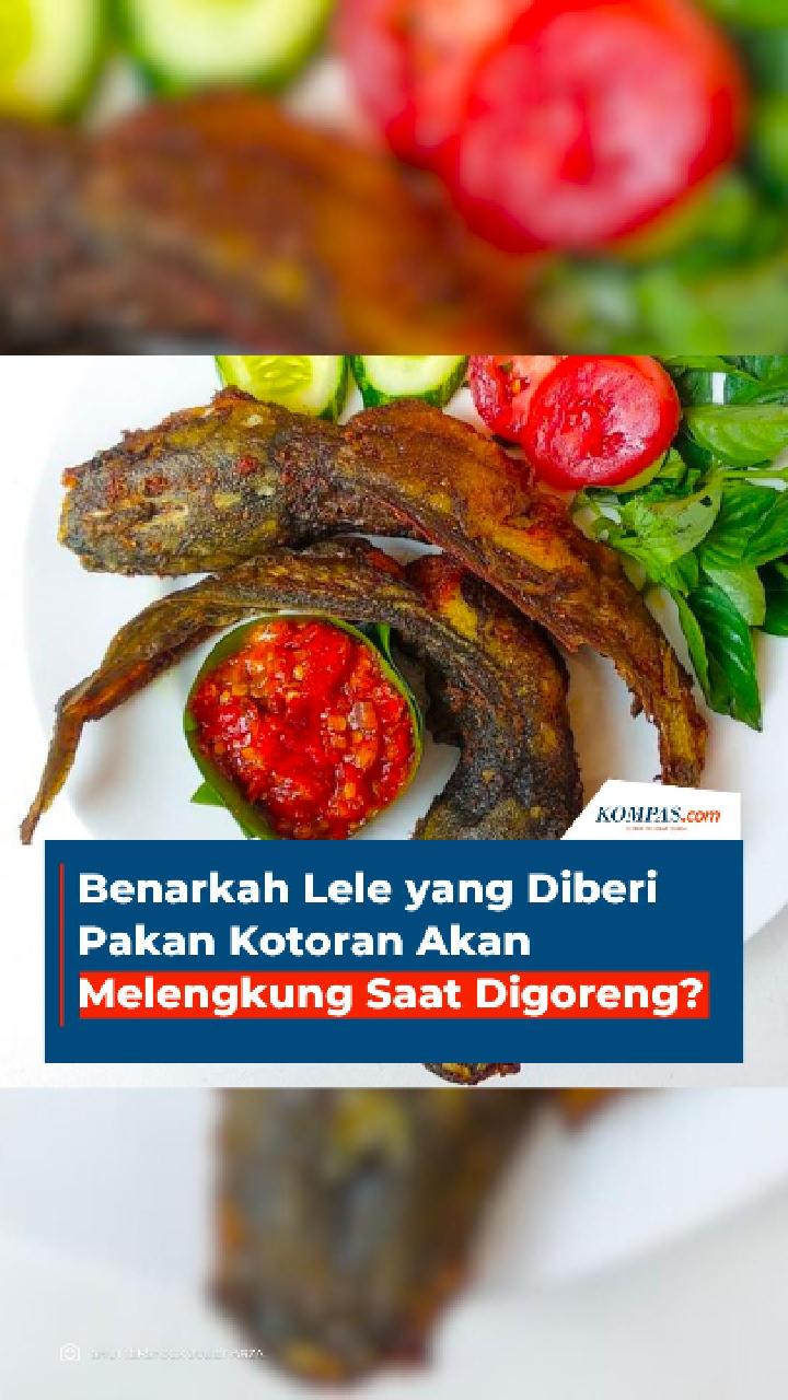 Video: Benarkah Lele yang Diberi Pakan Kotoran Akan Melengkung Saat ...