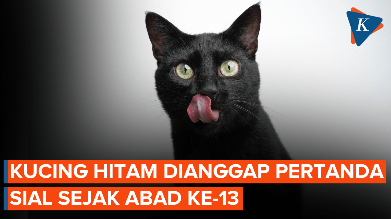 Video: Kenapa Kucing Hitam Dianggap Pertanda Sial?