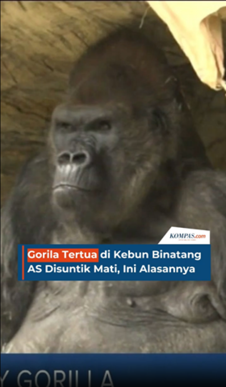 Gorila Tertua di Kebun Binatang AS Disuntik Mati, Ini Alasannya