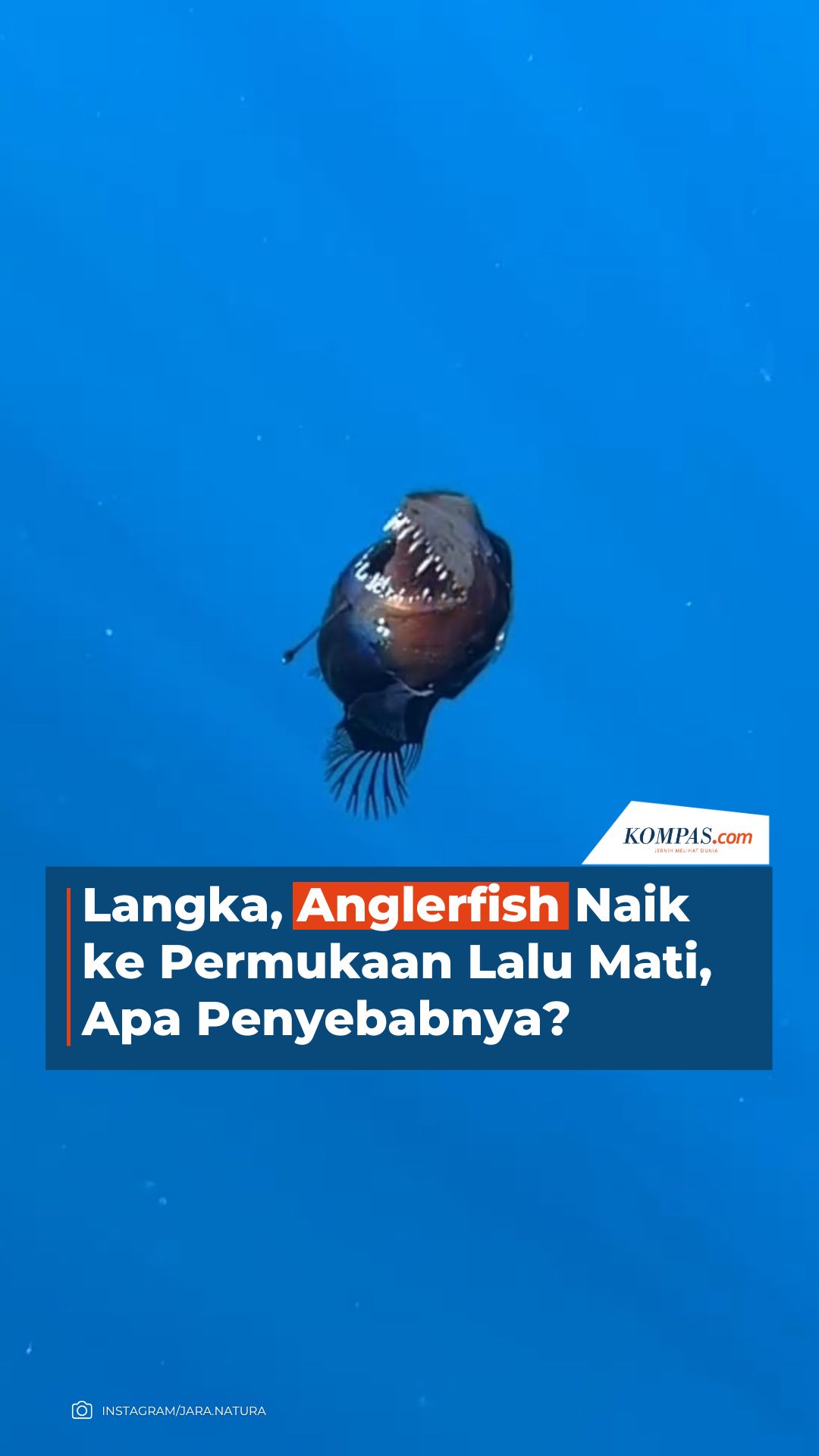 Langka, Anglerfish Naik ke Permukaan Lalu Mati, Apa Penyebabnya?