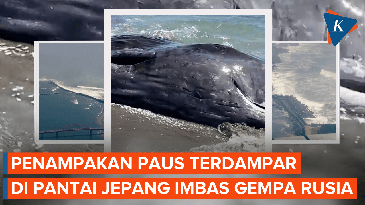 Video: Imbas Gempa Rusia, Sejumlah Paus Terdampar di Pantai Jepang