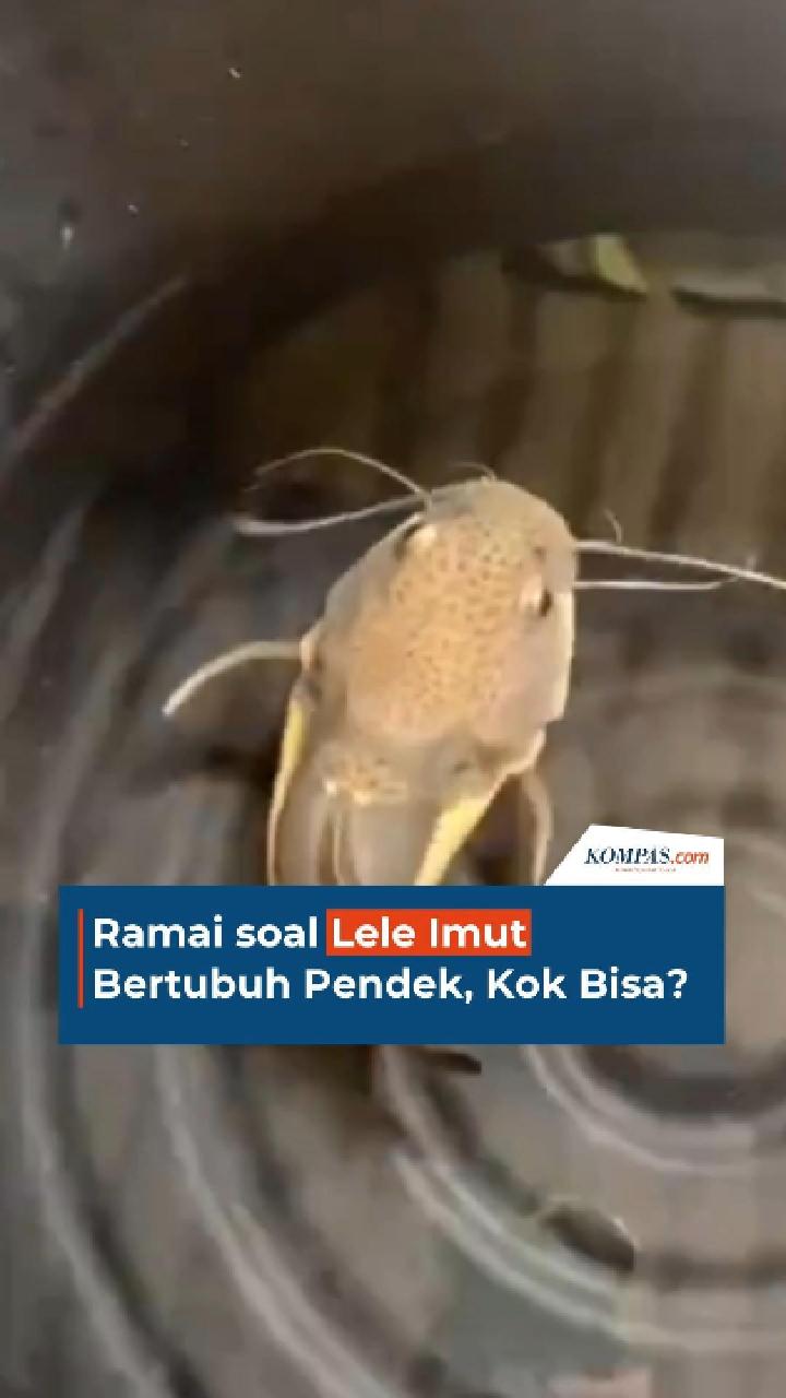 Ramai soal Lele Imut Bertubuh Pendek, Kok Bisa?