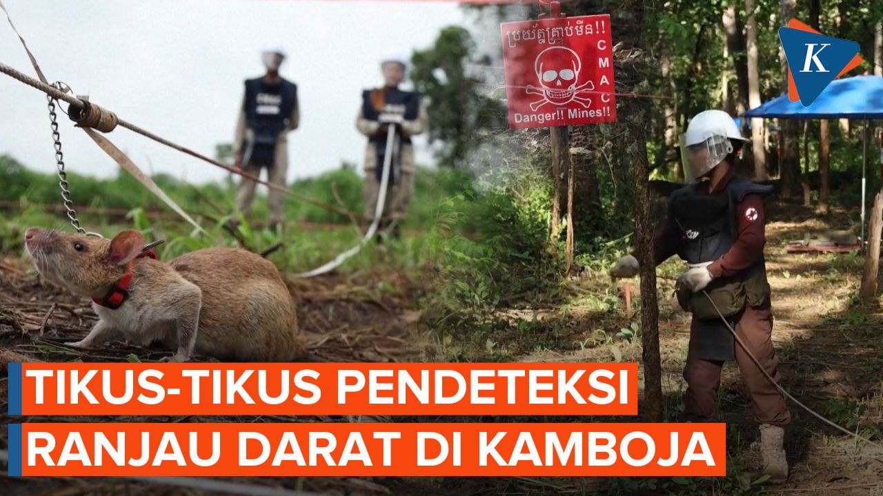 Video: Mengenal Tikus-tikus Pendeteksi Ranjau Darat di Kamboja