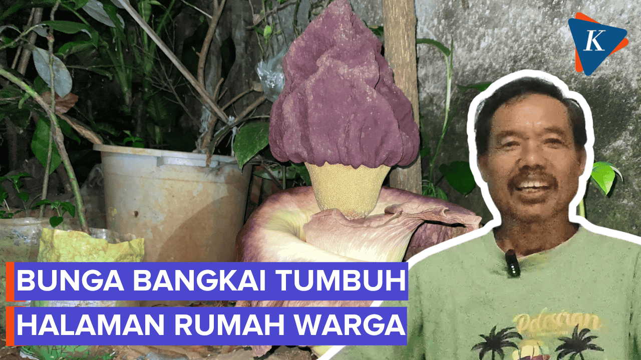 Video: Bunga Bangkai Suweg Tumbuh di Rumah Warga Jagakarsa, Bau bak ...
