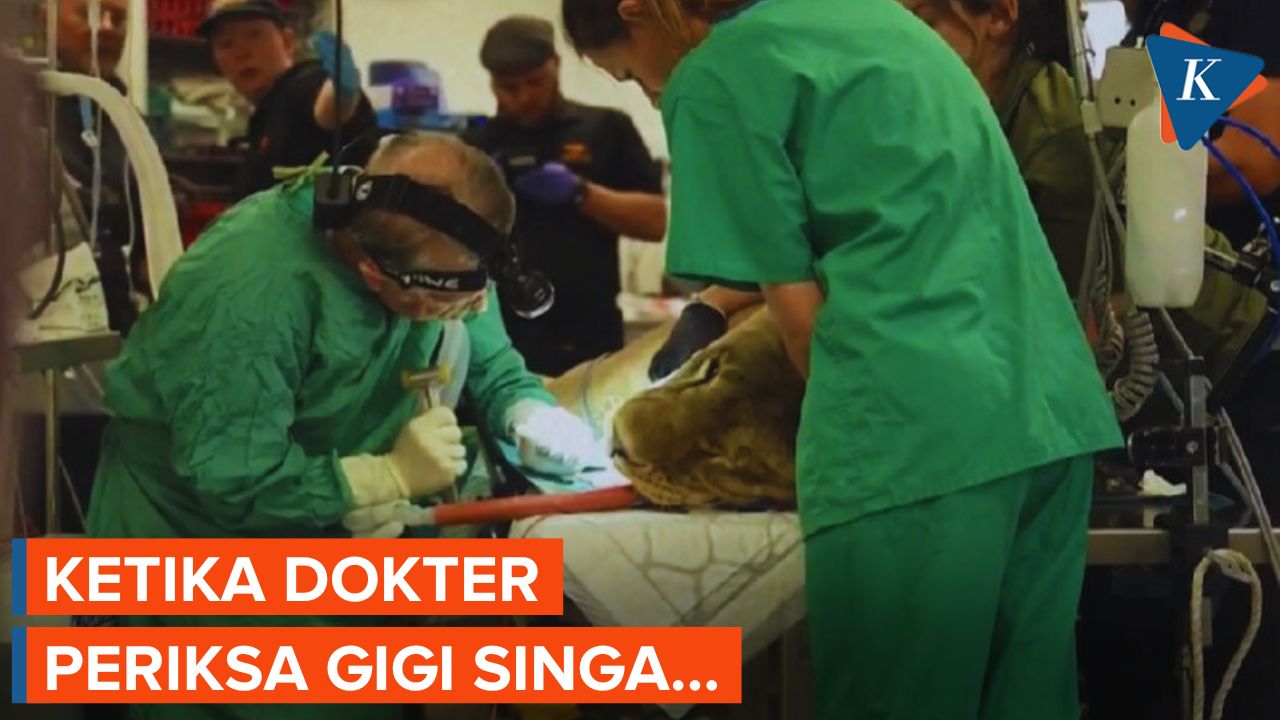 Singa Ini Nurut Banget Saat Dokter Cek Giginya, Gemas & Menegangkan!