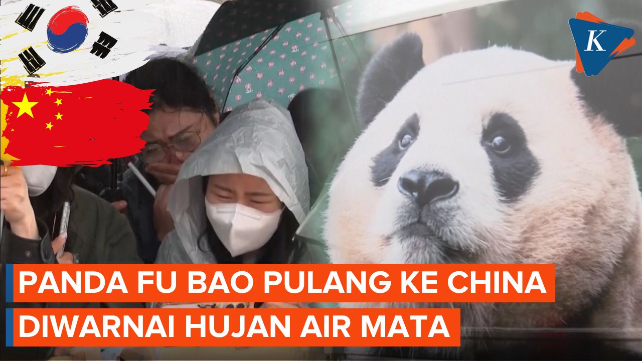 Video: Hujan Air Mata Iringi Keberangkatan Panda Fu Bao yang ...