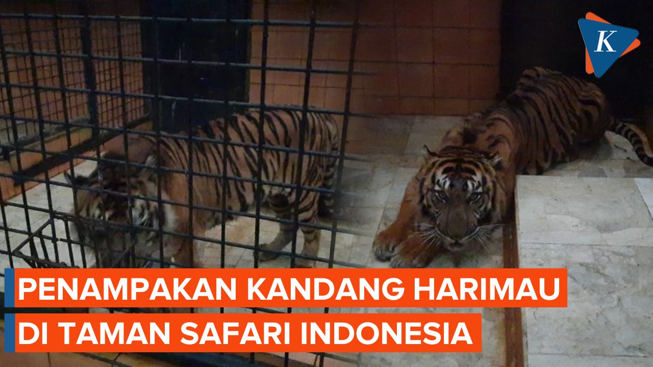 Video: Penampakan Kandang Harimau Taman Safari, Bukan untuk Sirkus