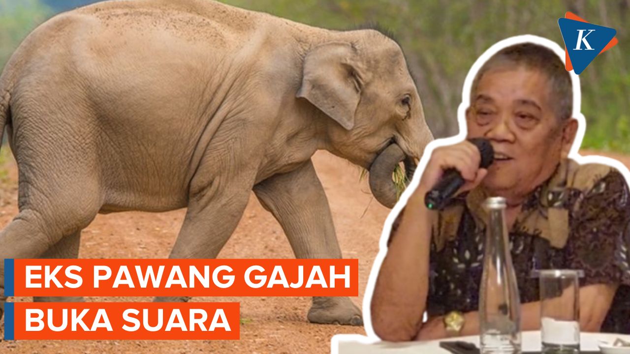 Mantan Pawang Gajah OCI: Tak Ada yang Dirantai dan Dijejali Kotoran