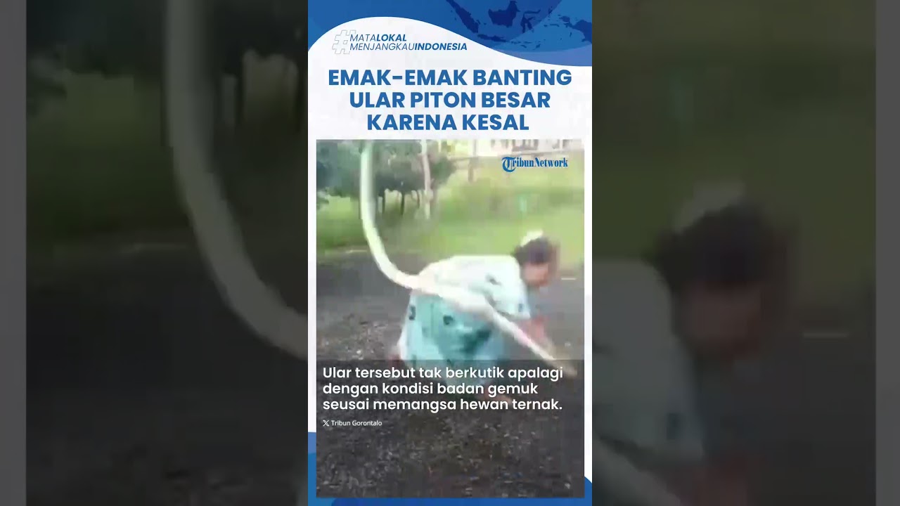 Video: Viral Video Emak-emak di Madura Emosi hingga Banting Ular Piton Besar, Tak Terima Ayamnya ...